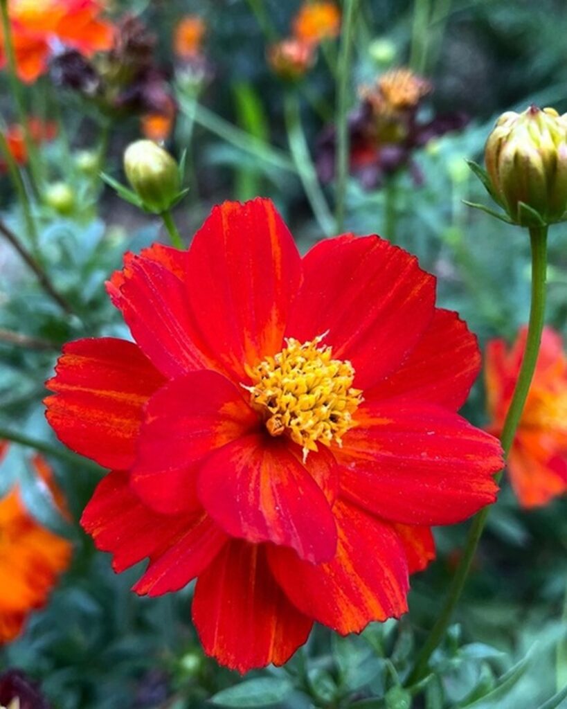 25 Breathtaking Red Flowers With Yellow Center That Wow
