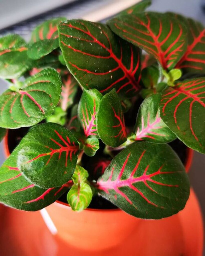 24 Stunning Fittonias to Brighten Your Home - Nerve Plant Varieties