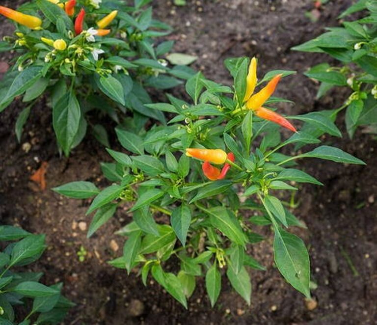 20 Stunning Peppers That Grow Upwards for Garden Magic