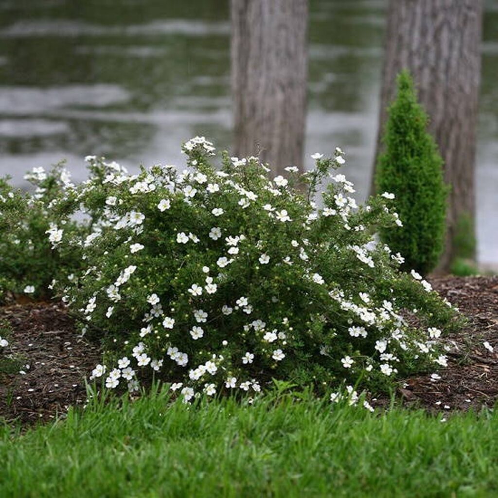 25 Stunning Bushes with White Flowers for a Dreamy Garden