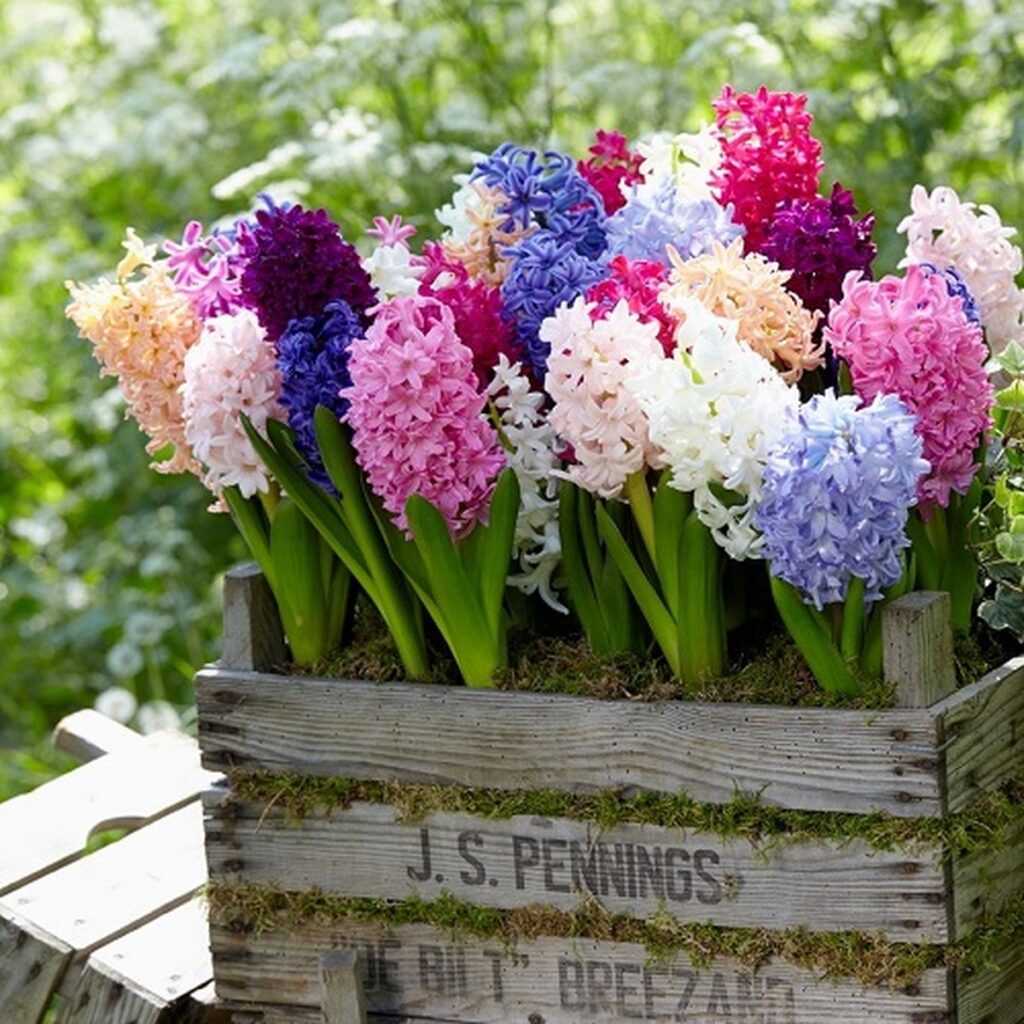 19 Beautiful Flowers That Mean Forgiveness for Heartfelt Apologies