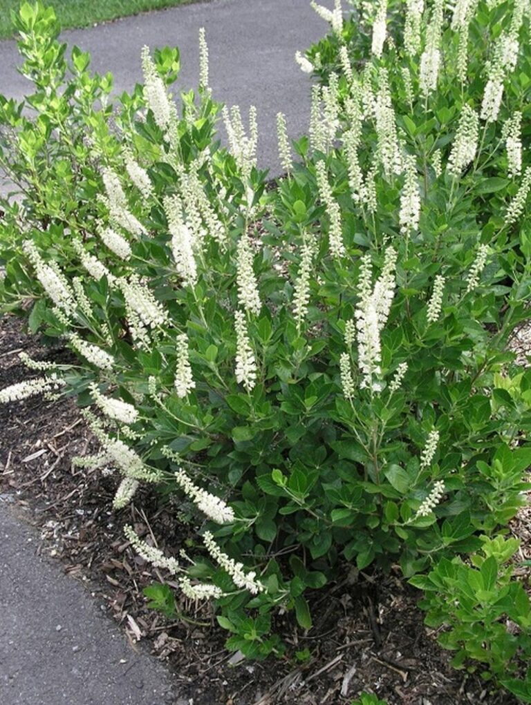 12 Amazing Shrubs That Like Wet Soil - Perfect for Soggy Spots!