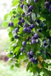 22 Amazing Fruit Trees that Grow in NC