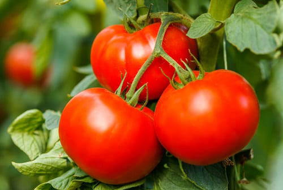 9 Delicious Roma Tomato Varieties to Brighten Your Garden