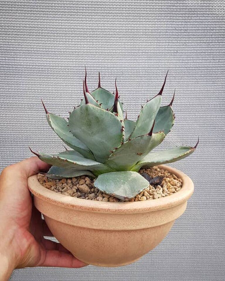 30 Stunning Agave Varieties For Containers & Indoors That Dazzle