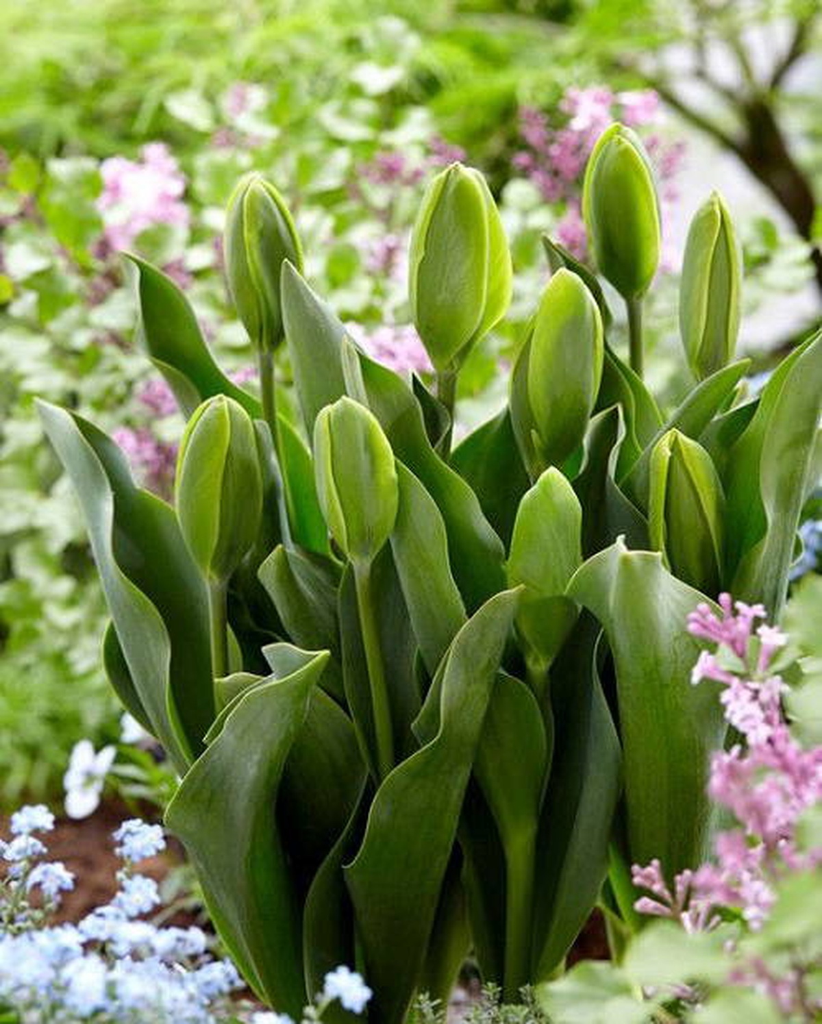 11 Stunning Emerald Flowers That Bring Magic to Your Garden