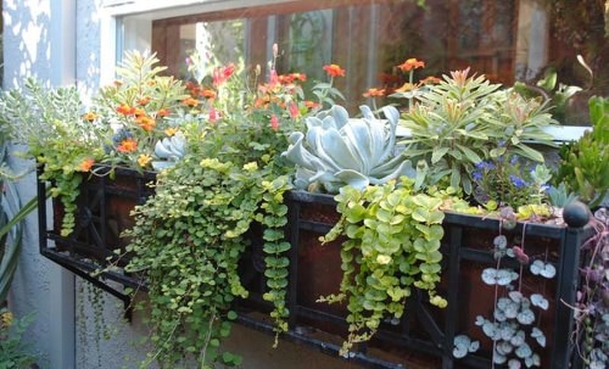 10 Charming Succulent Window Box Ideas That Bring Joy