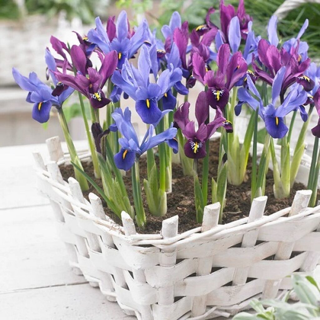 36 Gorgeous Violet Flowers to Brighten Your Garden Today