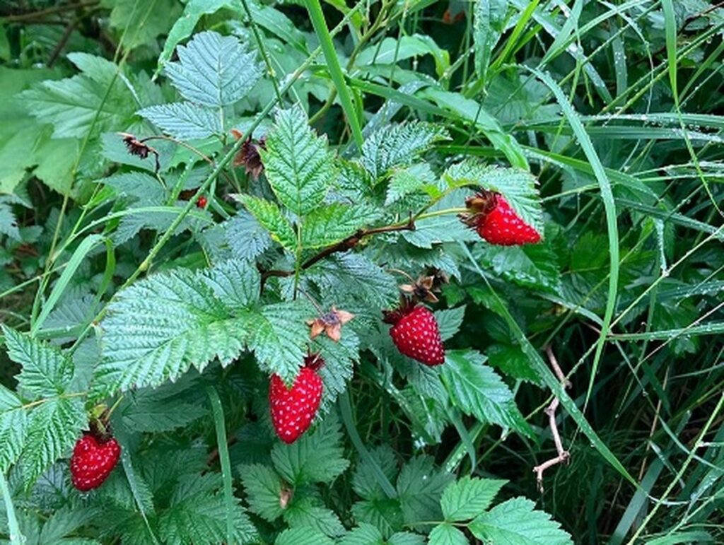 8 Fascinating Berries that Look Like Strawberries - Meet Them All!