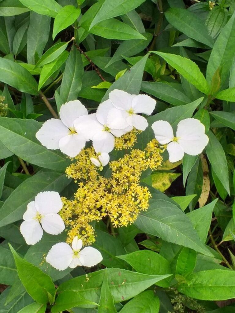 32 Enchanting Chinese Flowers That Bloom With Eastern Charm