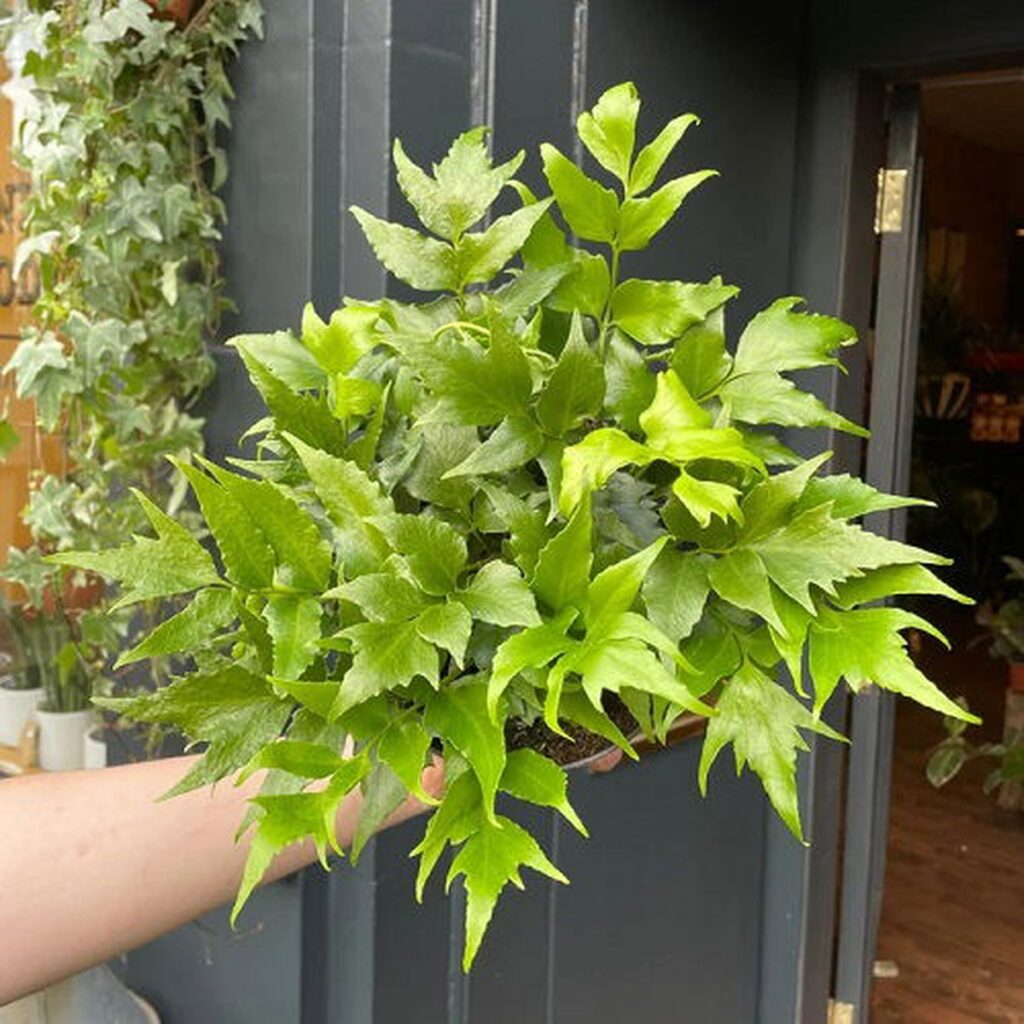 6 Beautiful Full Sun Ferns for the Garden That Thrive Easily