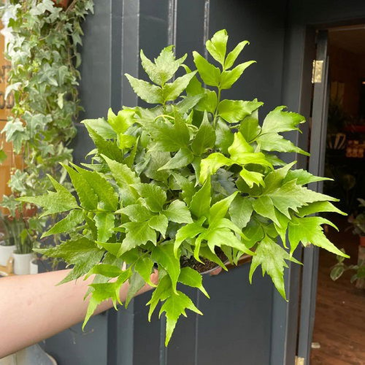 6 Beautiful Full Sun Ferns for the Garden That Thrive Easily