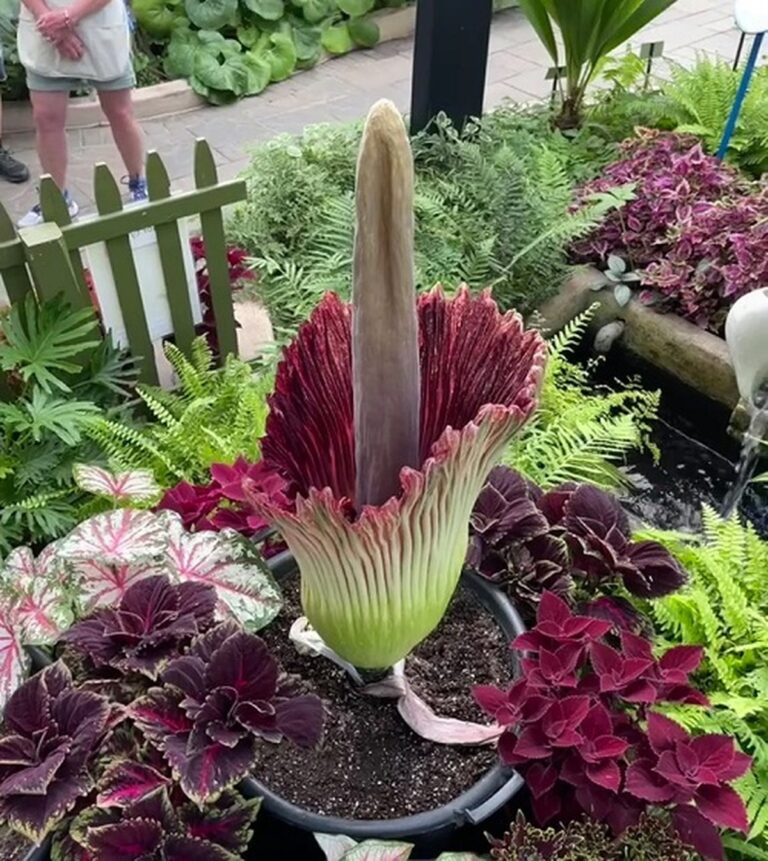 17 Fascinating Plants That Look Like Aliens