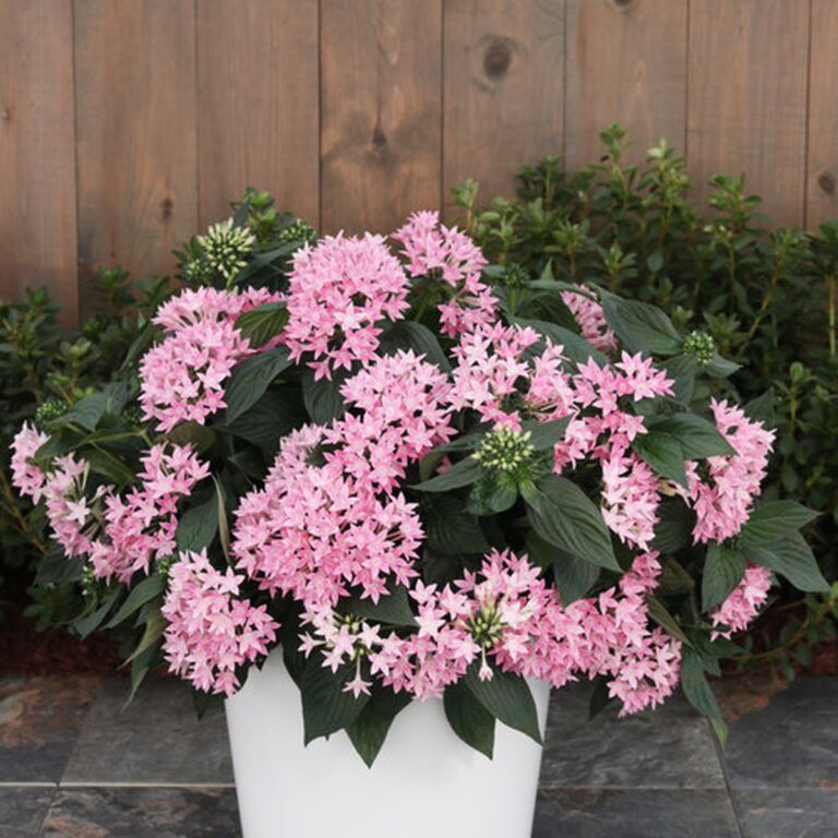 29 Enchanting Dainty Flowers That Brighten Any Space