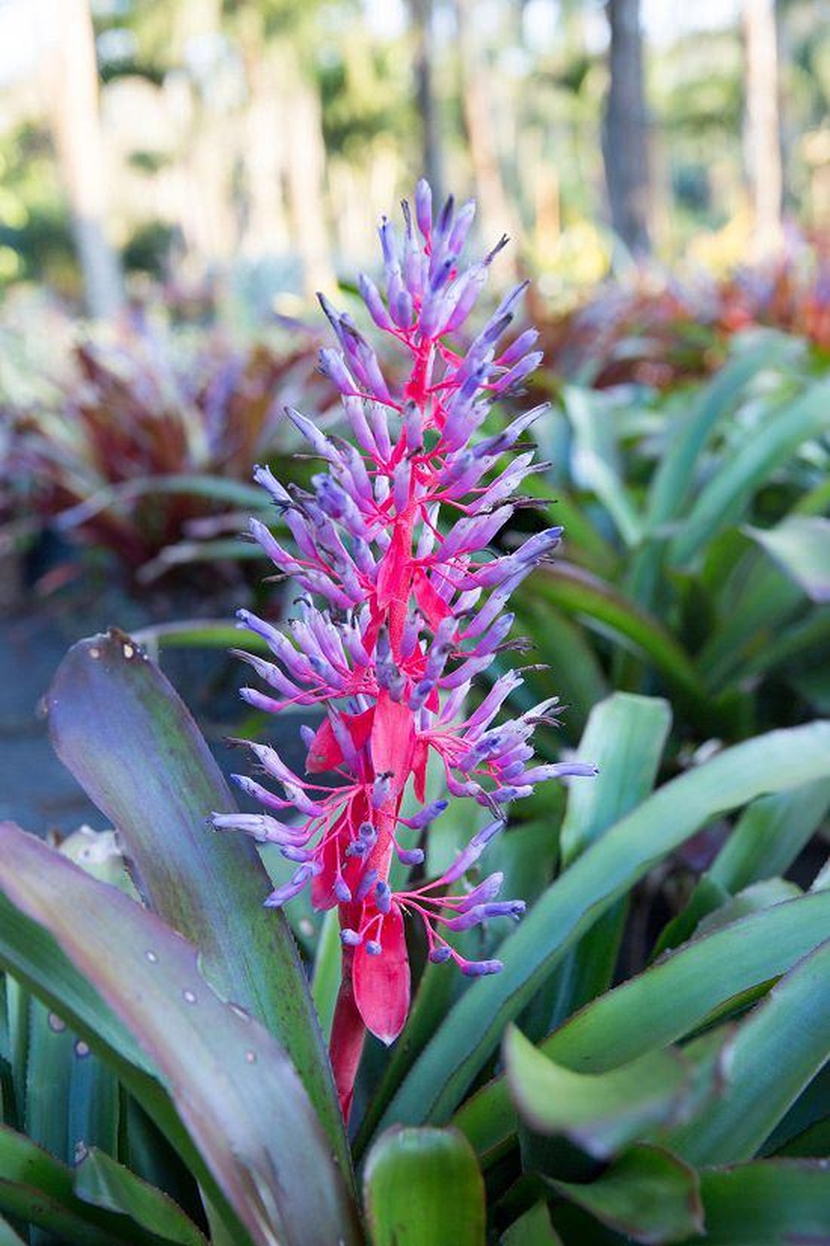 12 Stunning Bromeliad Types to Brighten Your Indoor Garden