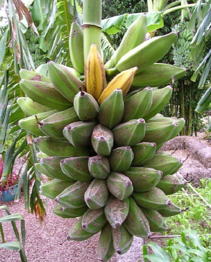 17 Amazing Banana Types to Discover: Different Varieties Await!