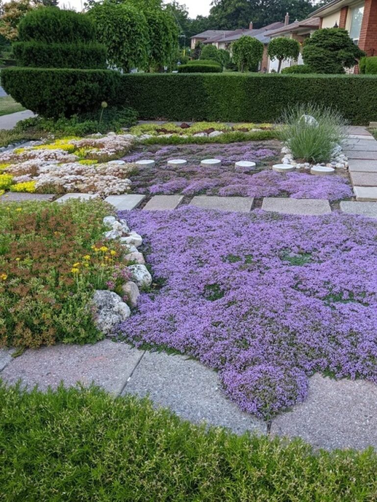 15 Charming Creeping Thyme Lawn Ideas for Natural Beauty