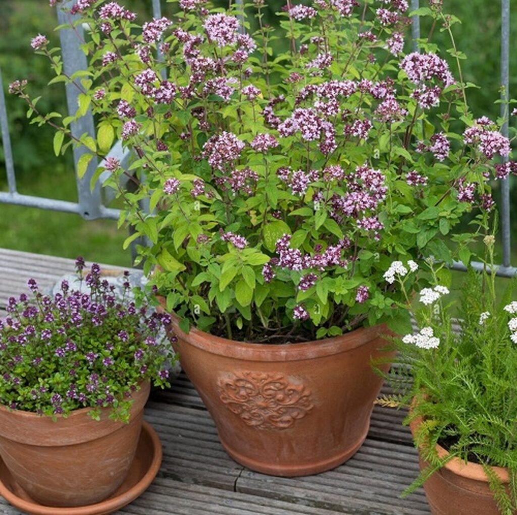 22 Beautiful Wildflowers For Pots That Bloom All Season Long