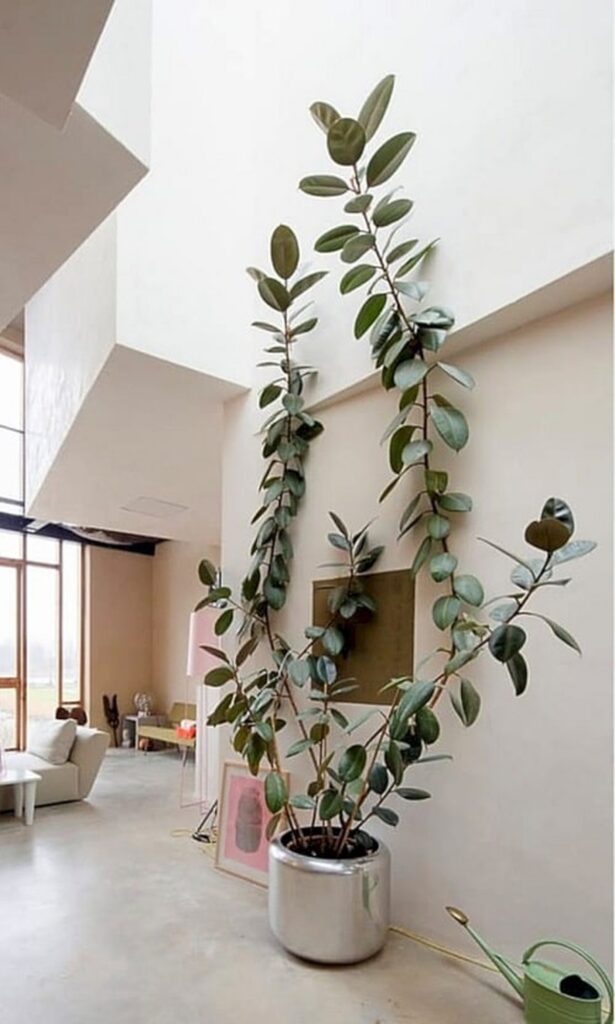 26 Enchanting Trees You Can Grow Indoors for a Cozy Oasis