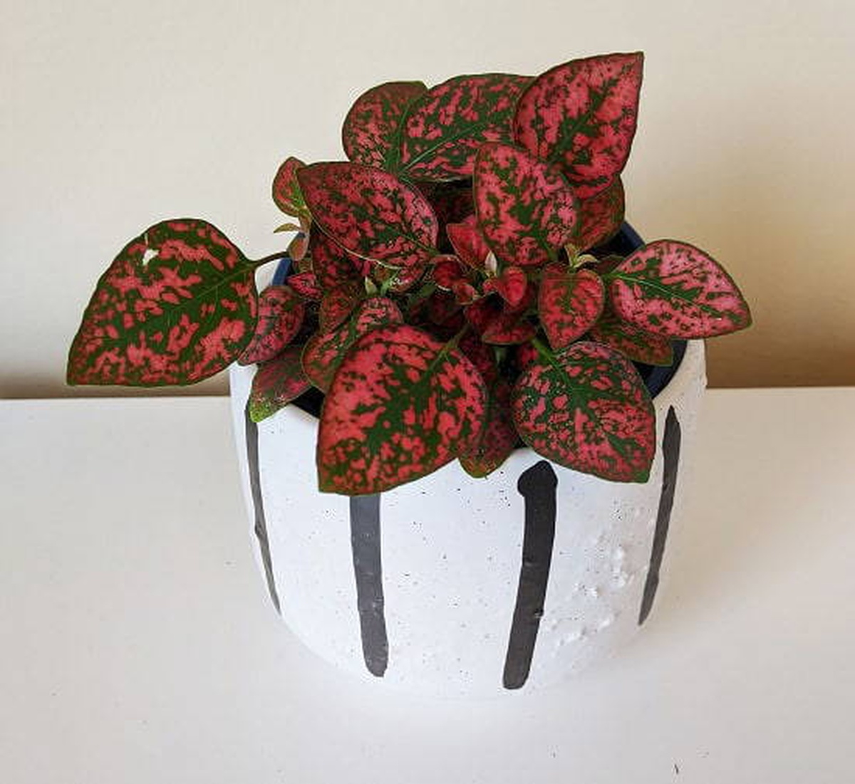 15 Stunning Red Indoor Plants That Brighten Any Space