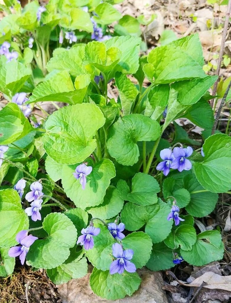 30 Stunning Weeds with Blue Flowers That Brighten Any Garden
