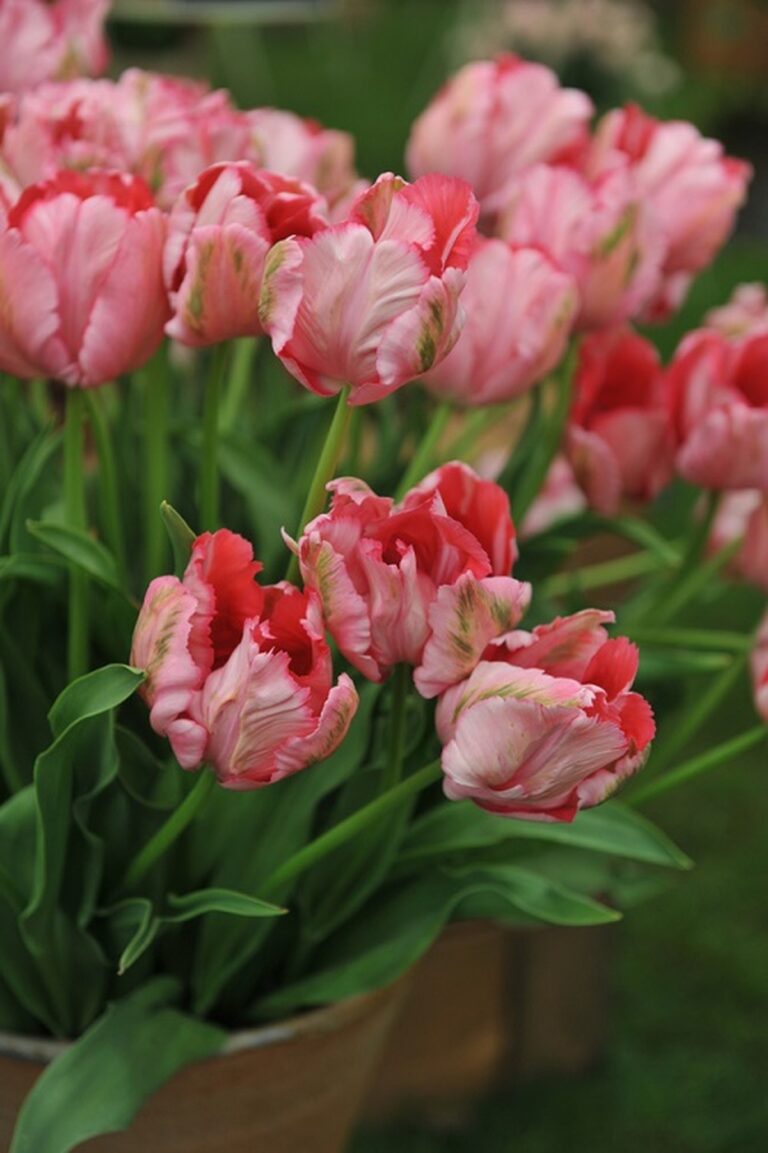 27 Beautiful Pink Tulip Types with Meanings