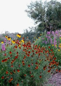 32 Stunning Mexican Flowers for Any Garden