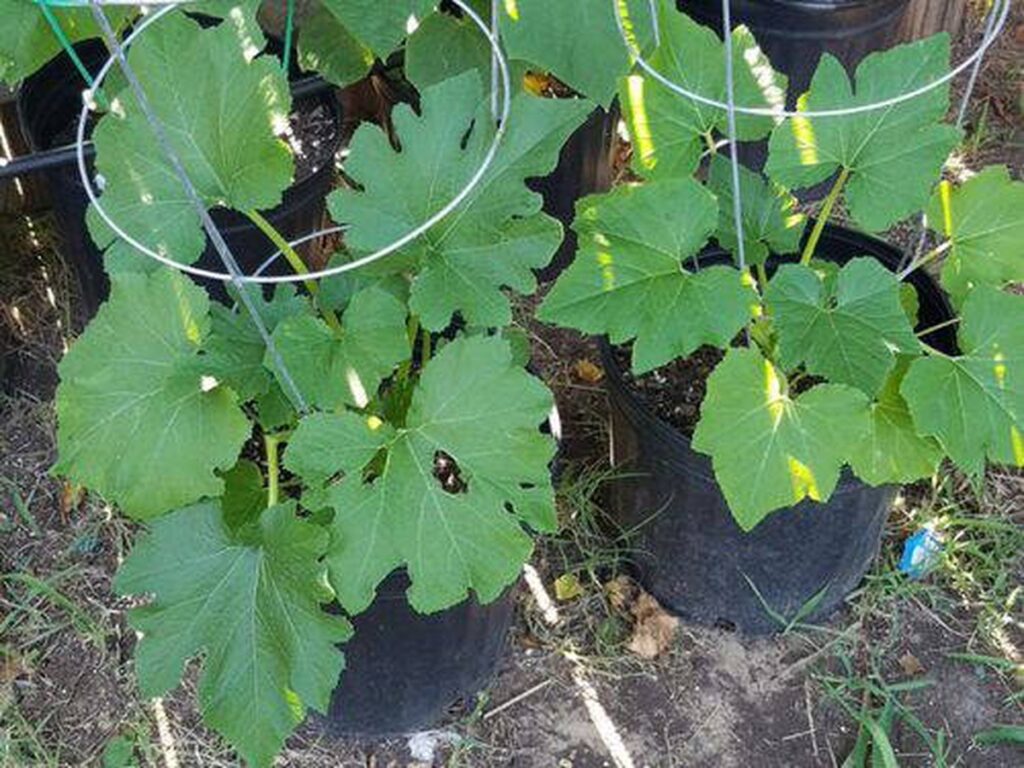 14 Charming DIY Zucchini Trellis Ideas for Your Garden