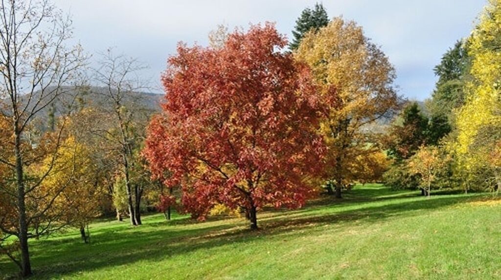 50 Stunning Types of Oak Trees for Your Dream Landscape