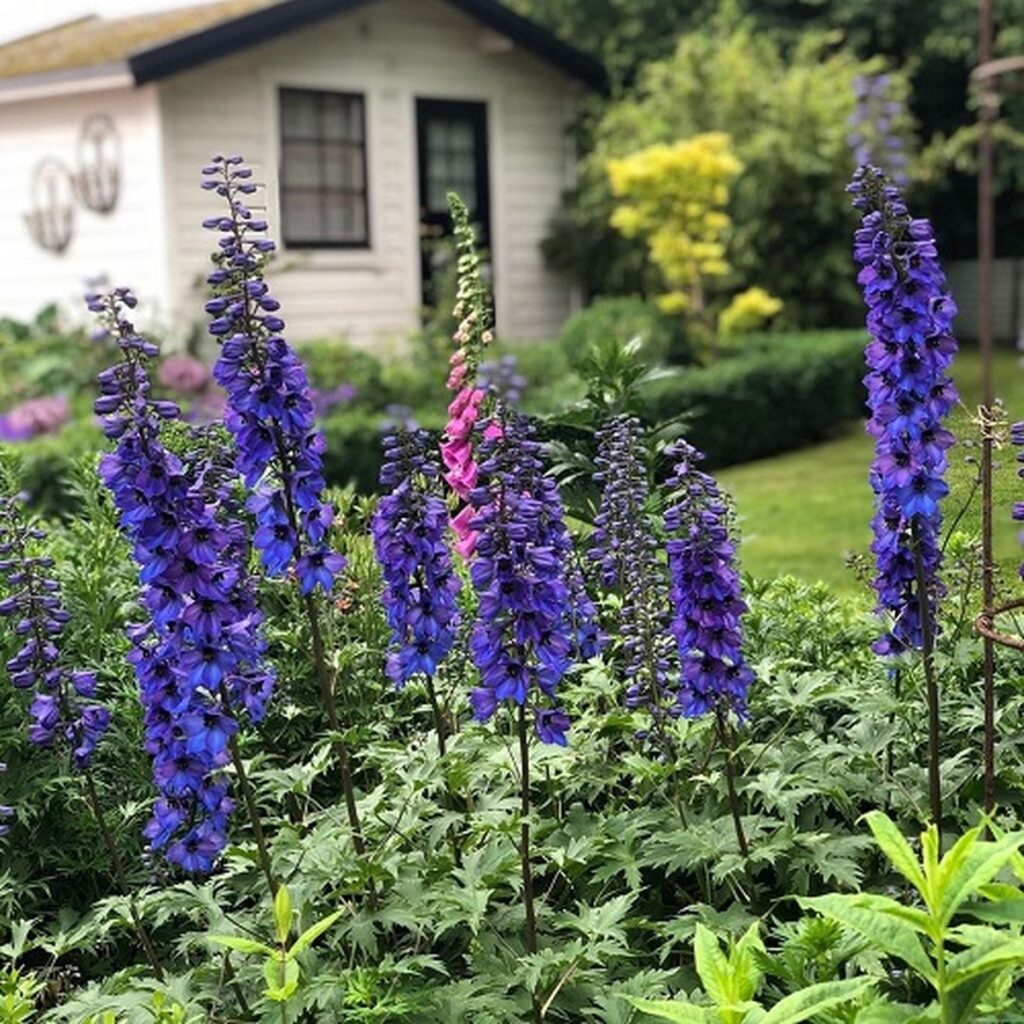 20 Stunning Delphinium Varieties That Will Brighten Your Garden