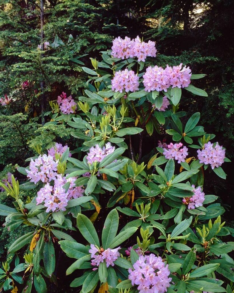 47 Beautiful Native Florida Flowers That Brighten Any Garden