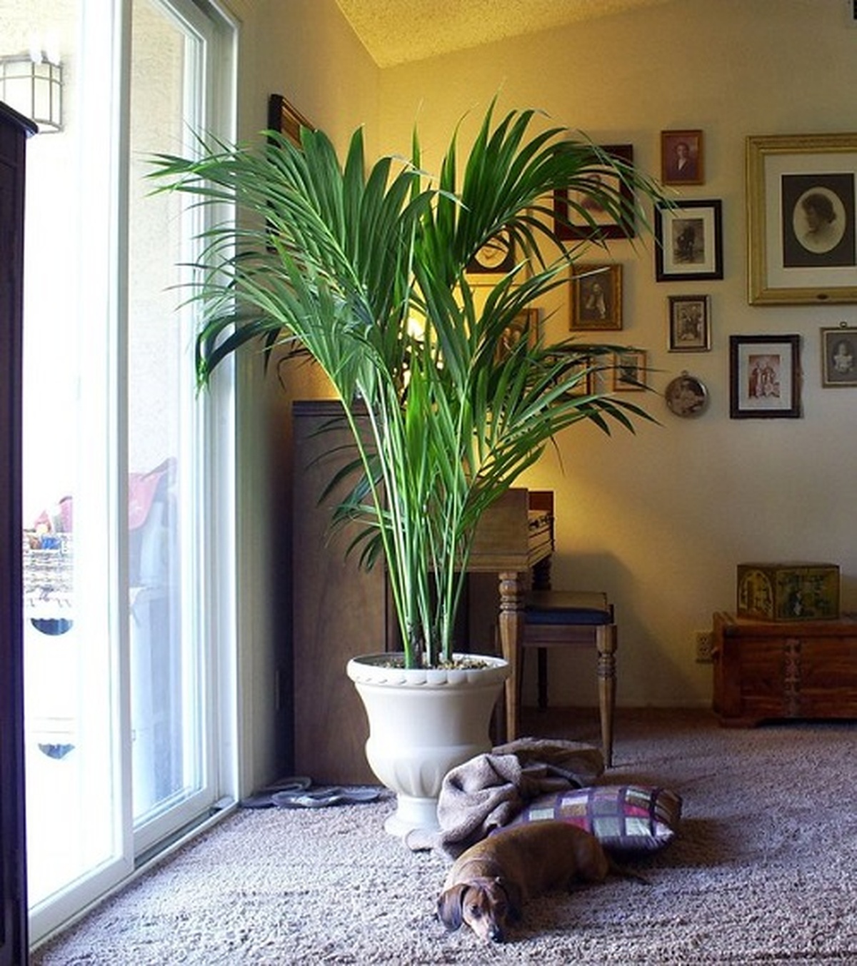 12 Stunning Tall Low Light Houseplants for Your Cozy Home