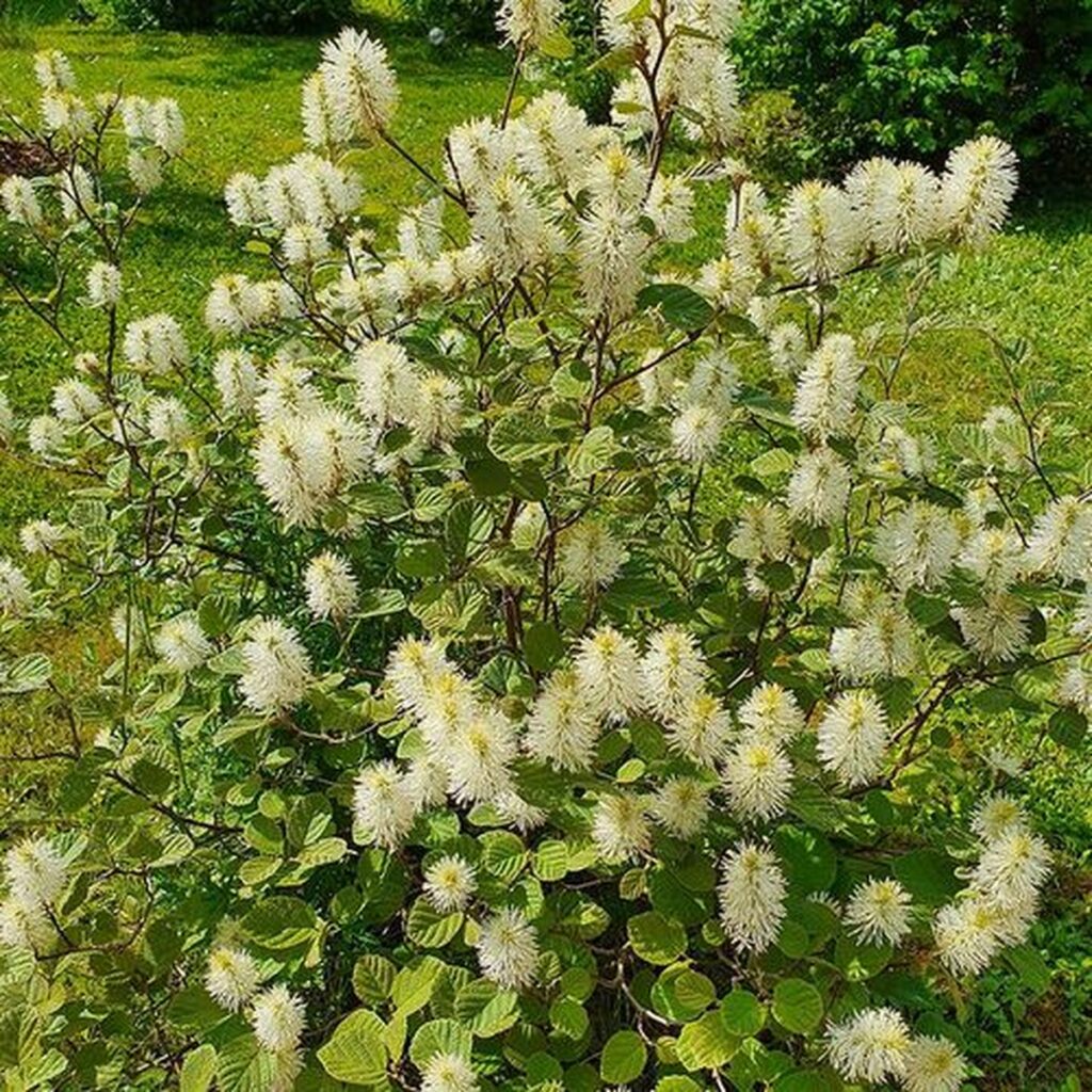 46 Gorgeous Shrubs for Shade That Thrive in Dim Corners
