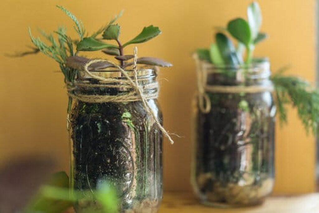 21 Charming Indoor Plants That Thrive in Jars & Bottles