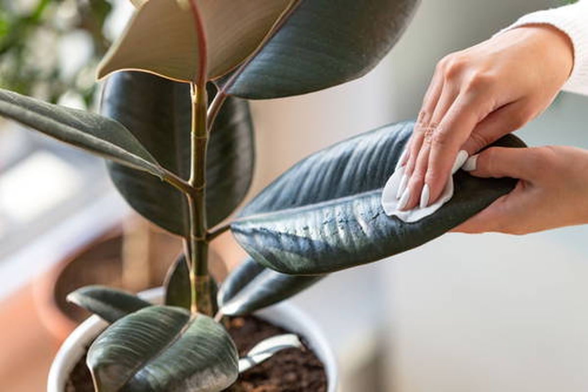 8 Easy DIY Leaf Shiner Recipes for Stunning Plant Glow