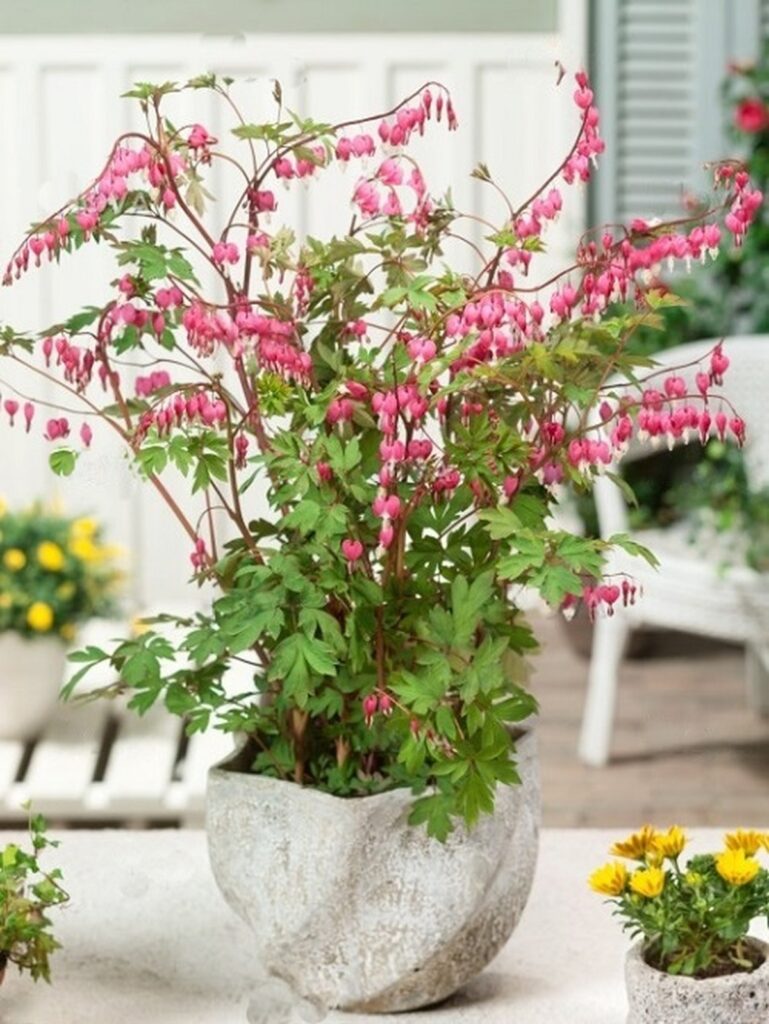 27 Gorgeous Pink and White Flowers to Brighten Your Garden