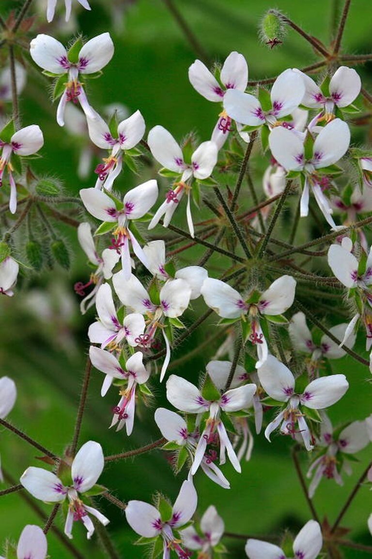 21 Lovely White Geranium Types to Brighten Your Garden
