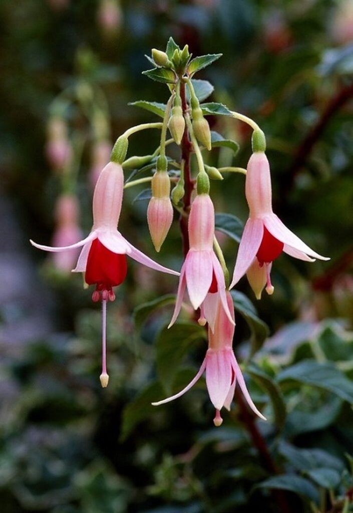16 Top Fuchsia Varieties for Hanging Baskets We Adore