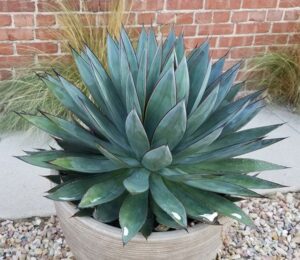 9 Stunning Types of Blue Agave Plants to Brighten Your Garden