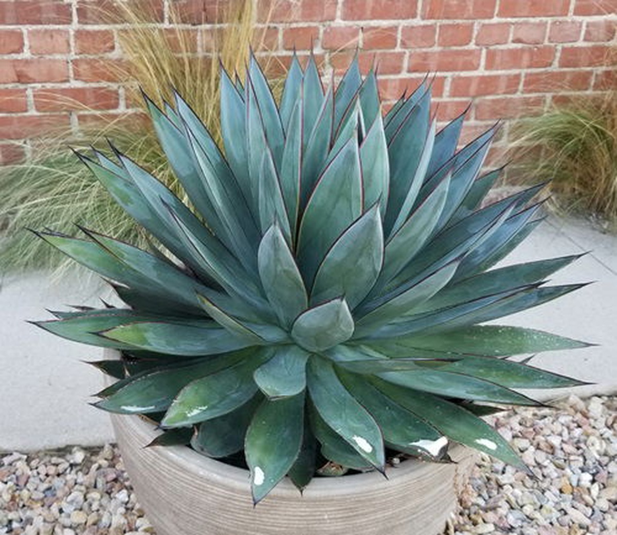 9 Stunning Types of Blue Agave Plants to Brighten Your Garden