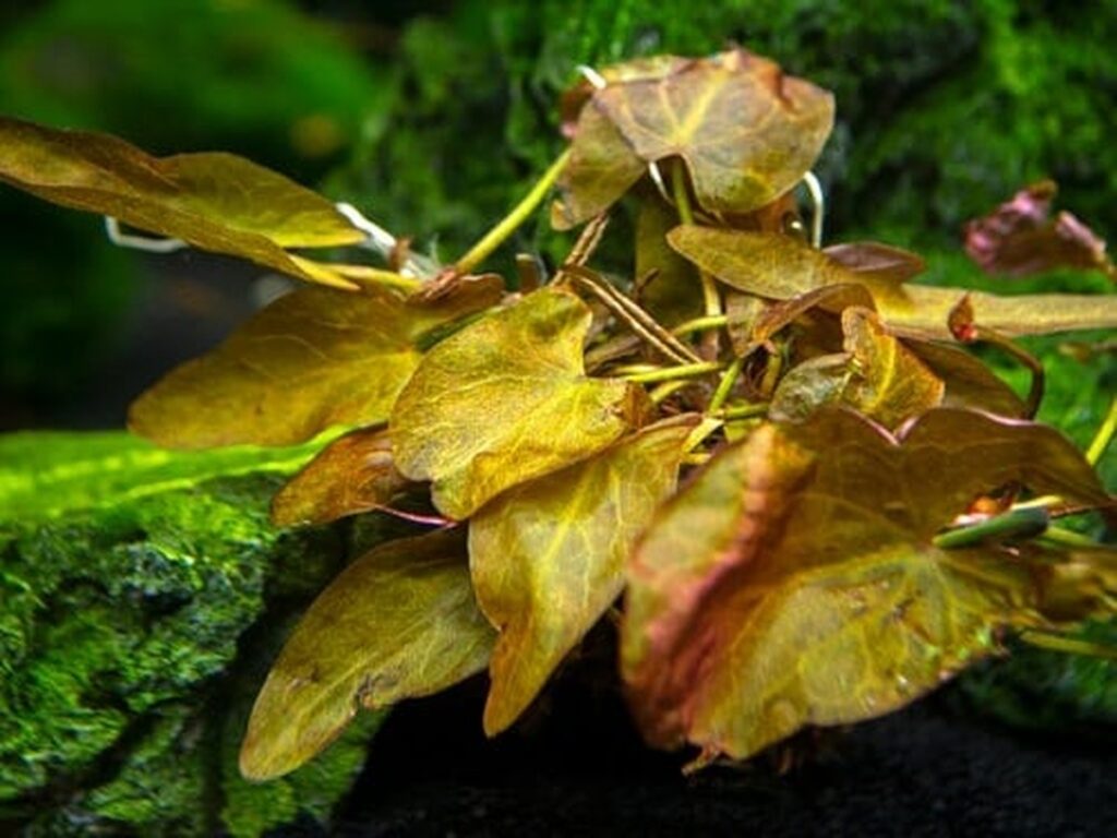 15 Stunning Fish Tank with Plants Ideas for a Vibrant Aquarium