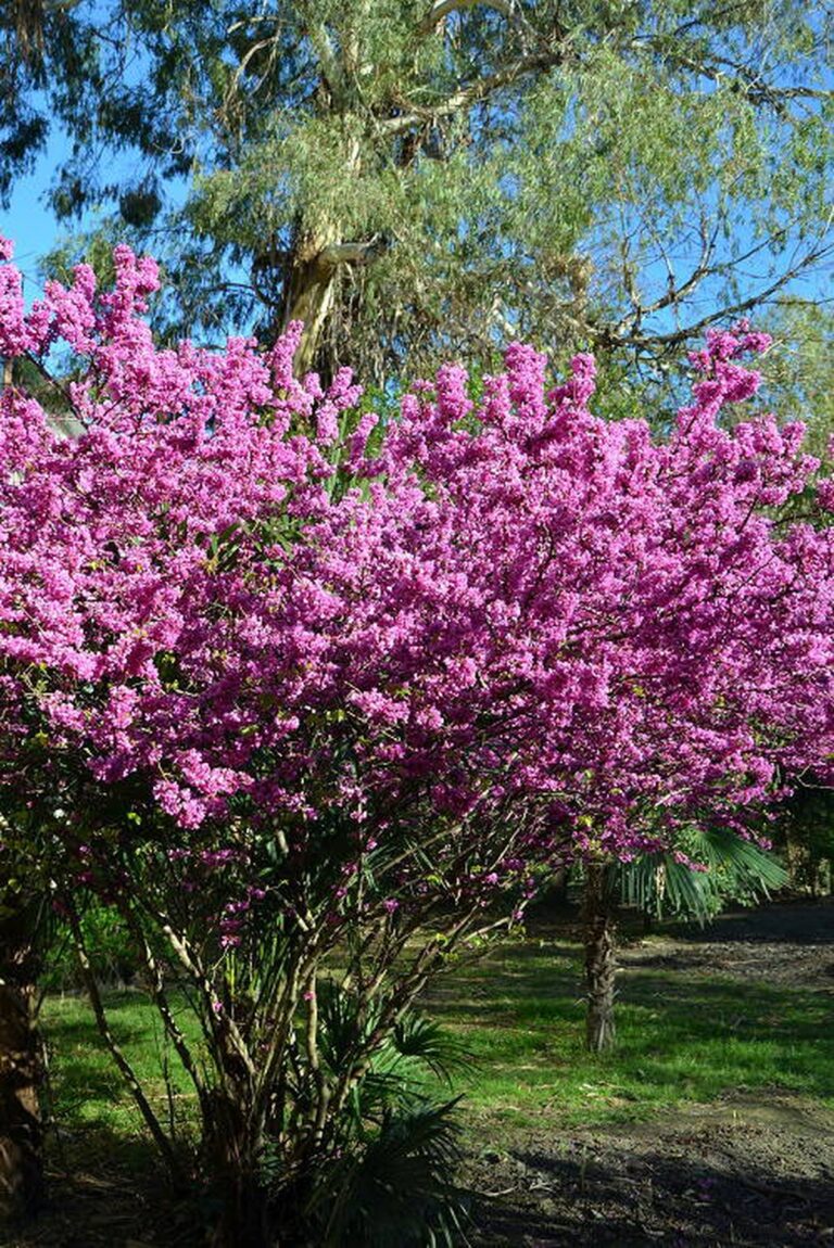 29 Stunning Pink Flowering Bushes That Brighten Any Garden