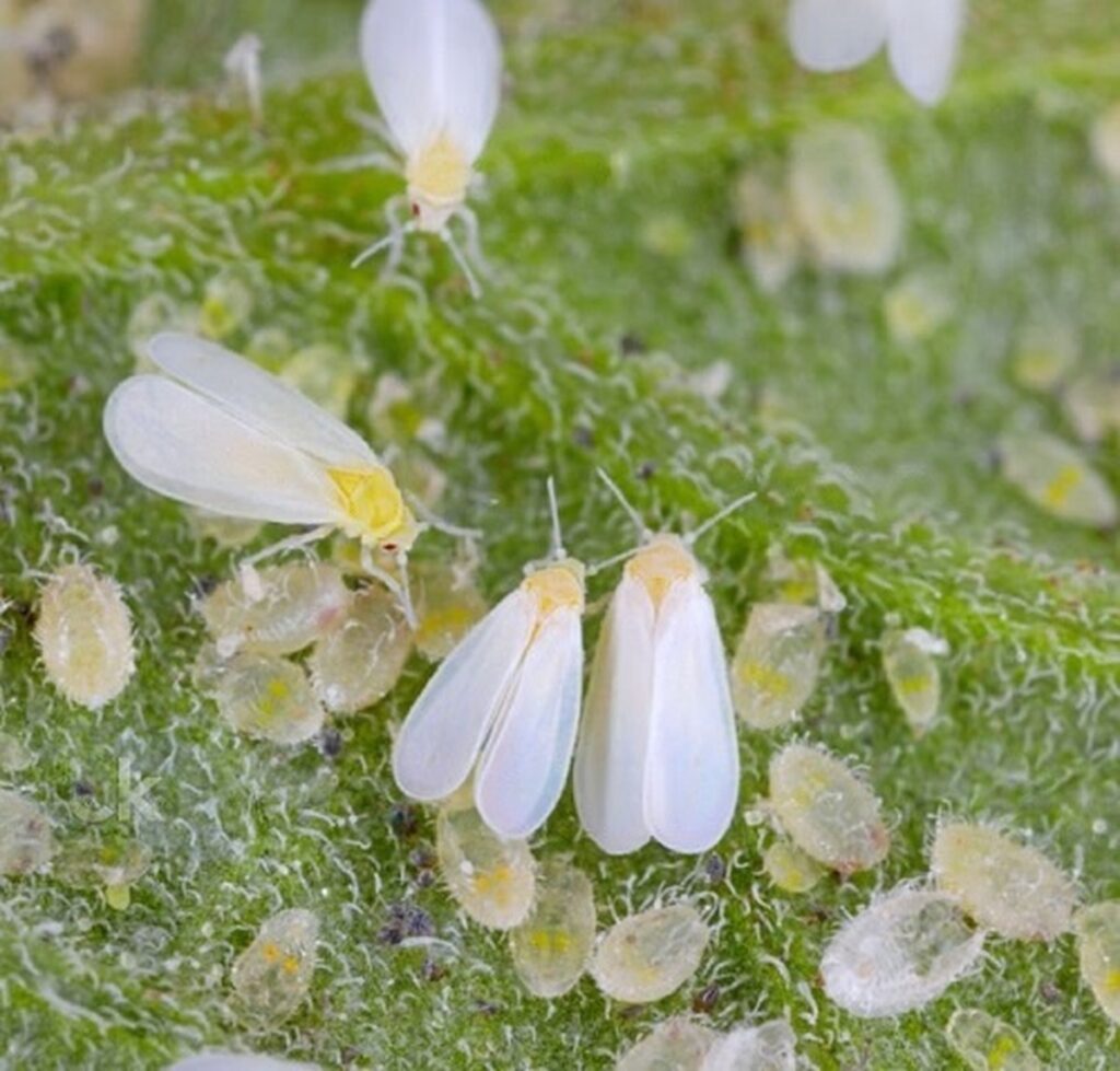 17 Tiny White Bugs That Look Like Lint: Spot Them Now!