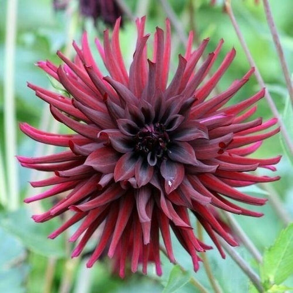 27 Stunning Red Dahlia Varieties That Will Brighten Any Garden