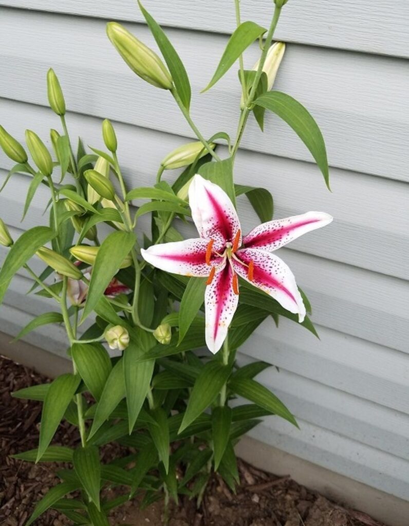 20 Stunning Pink Lily Varieties That Brighten Any Garden