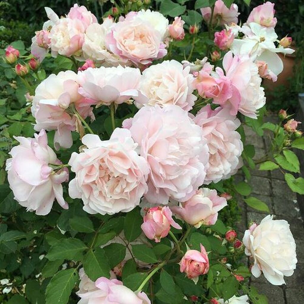 26 Beautiful Shade Tolerant Roses for Your Garden Hideaway