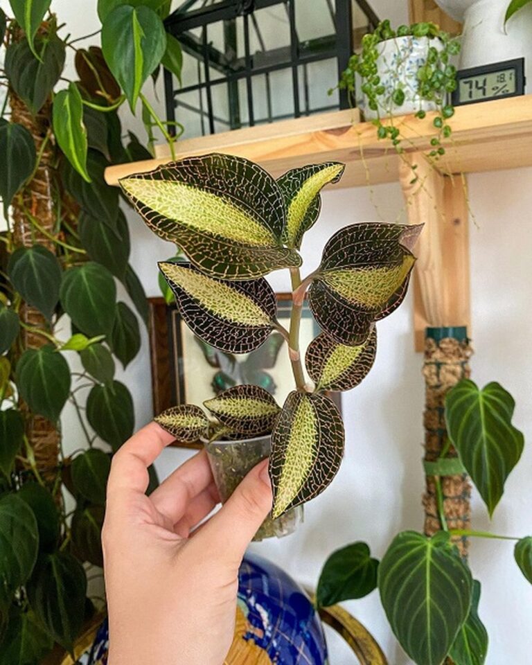 18 Breathtaking Artistic Plants That Transform Any Space