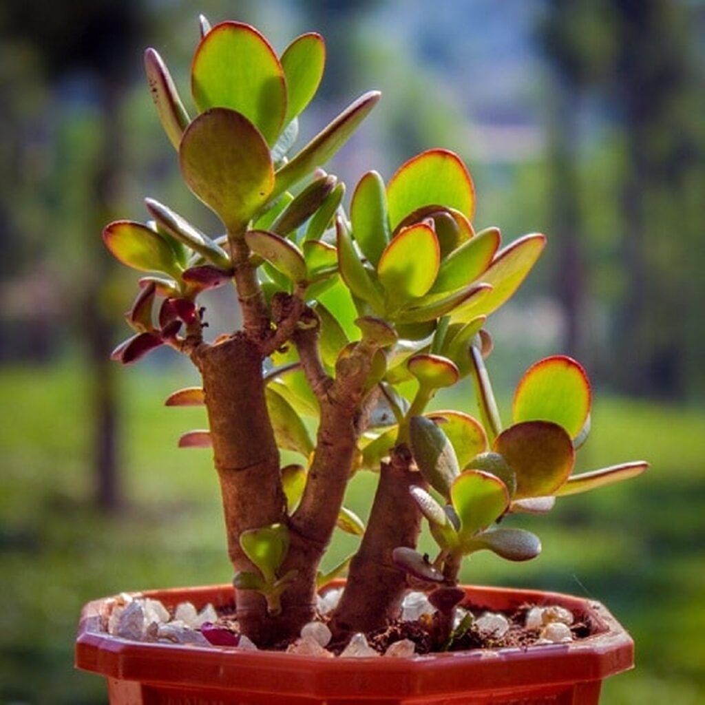 33 Stunning Types of Jade Plants to Brighten Any Space