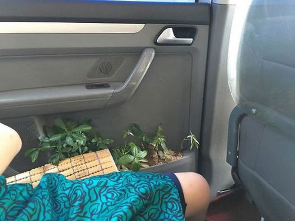 16 Brilliant Car Gardening Ideas to Make Your Ride Bloom