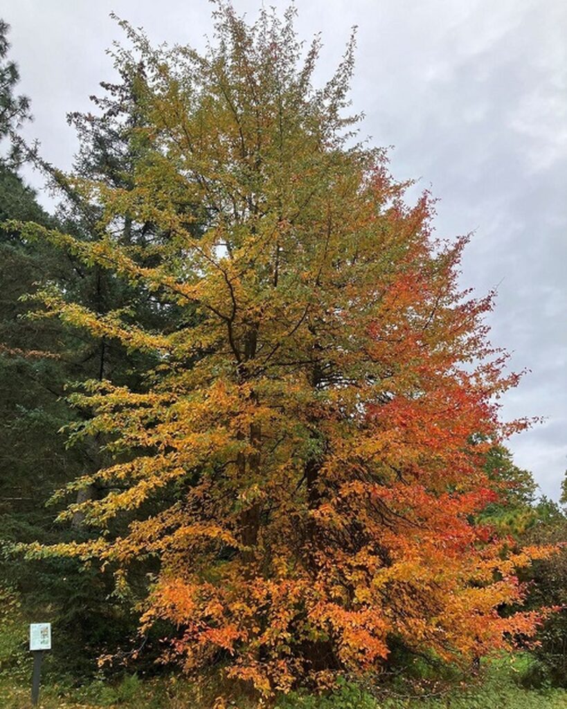 21 Amazing Trees That Reduce Pollution Effectively